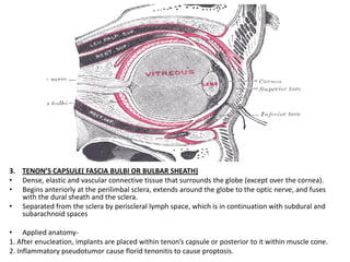 By pd anatomy of the orbit | PPT