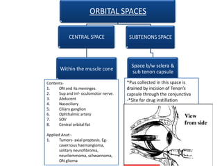 By pd anatomy of the orbit | PPTX