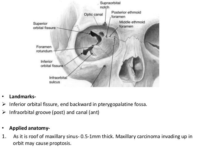 By pd anatomy of the orbit