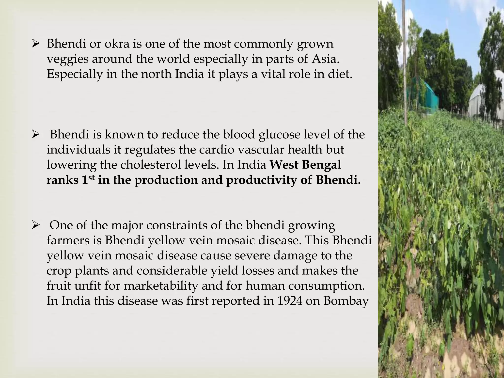 Bhendi yellow vein mosaic virus.pptx