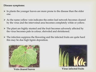 Bhendi yellow vein mosaic virus.pptx