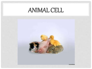 Animal cell powerpoint | PPTX