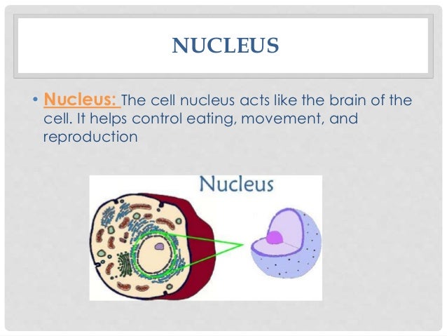 Animal Cell Powerpoint