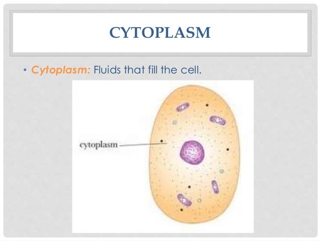 Animal Cell Powerpoint