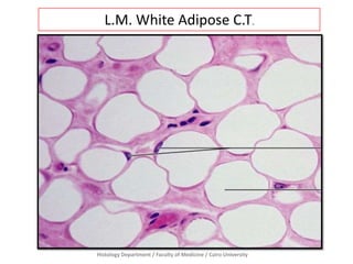 Adipose Connective Tissue Slides