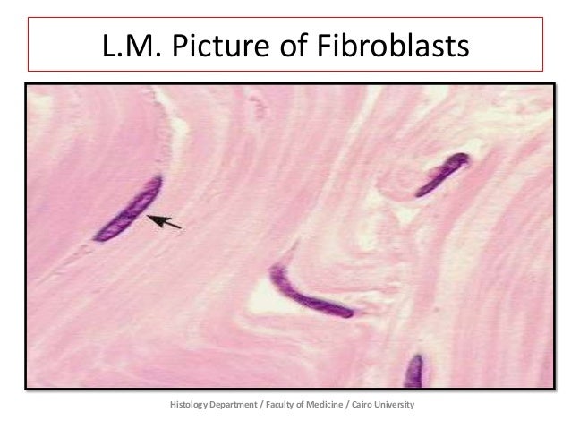 Connective Tissue - Prac. Histology