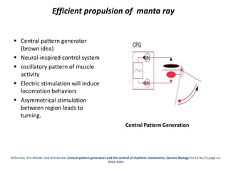 Central pattern Generator in manta ray | PPTX