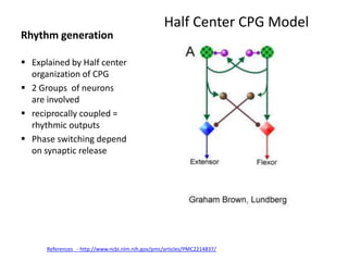 Central pattern Generator in manta ray | PPTX