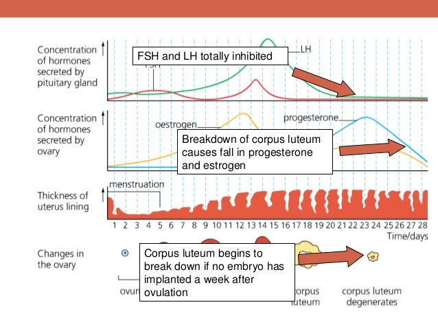Cycle Menstruation Fertility