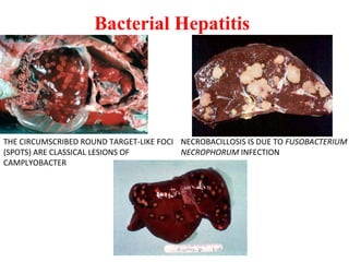 C.haemolyticum | PPT