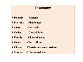 C.haemolyticum | PPT
