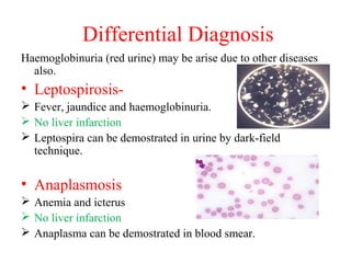 C.haemolyticum | PPT