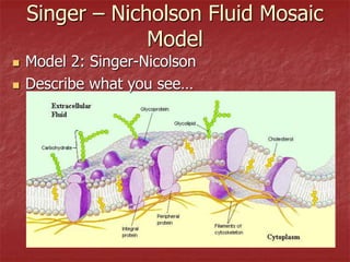 Cell membrane and cell membrane transport | PPTX