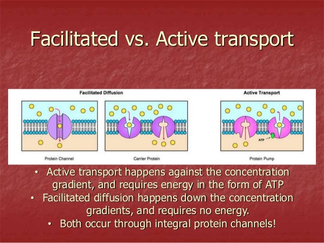 Cell membrane and cell membrane transport