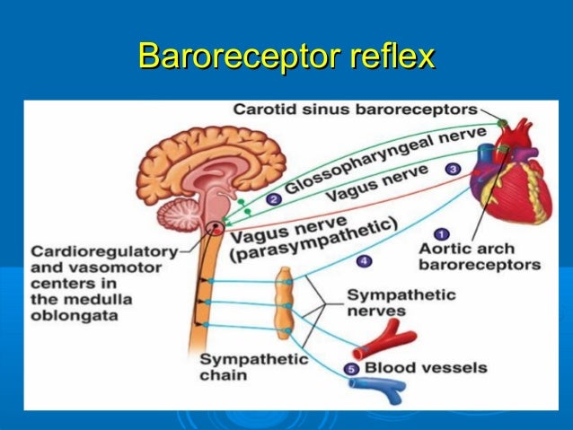 Cardio Vascular Reflex