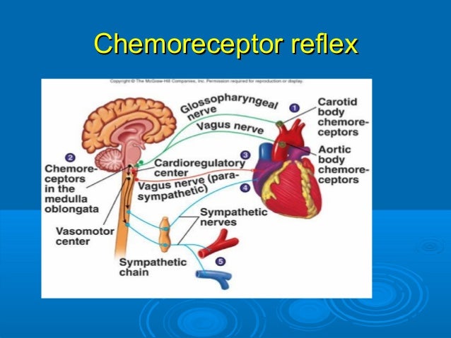 Cardio Vascular Reflex