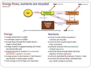 C.2 communities and ecosystem | PPT