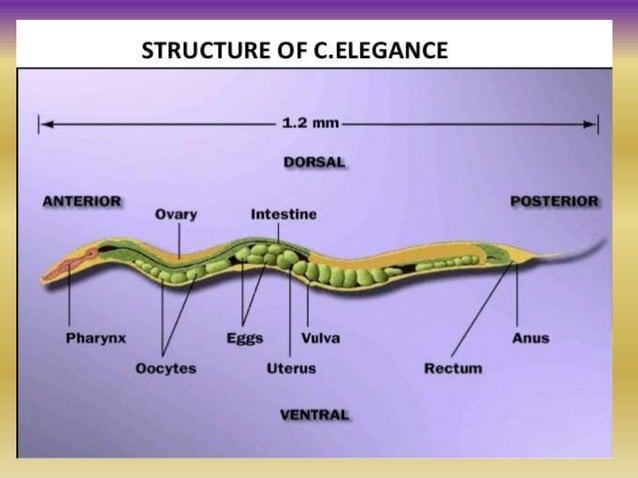 C. elegans early develeopment | PPTX | Infertility | Reproductive Health