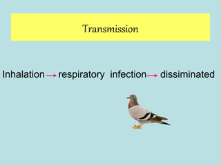 Cryptococcosis | PPT