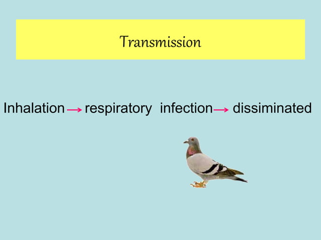 Cryptococcosis | PPT | Infectious Diseases | Diseases and Conditions