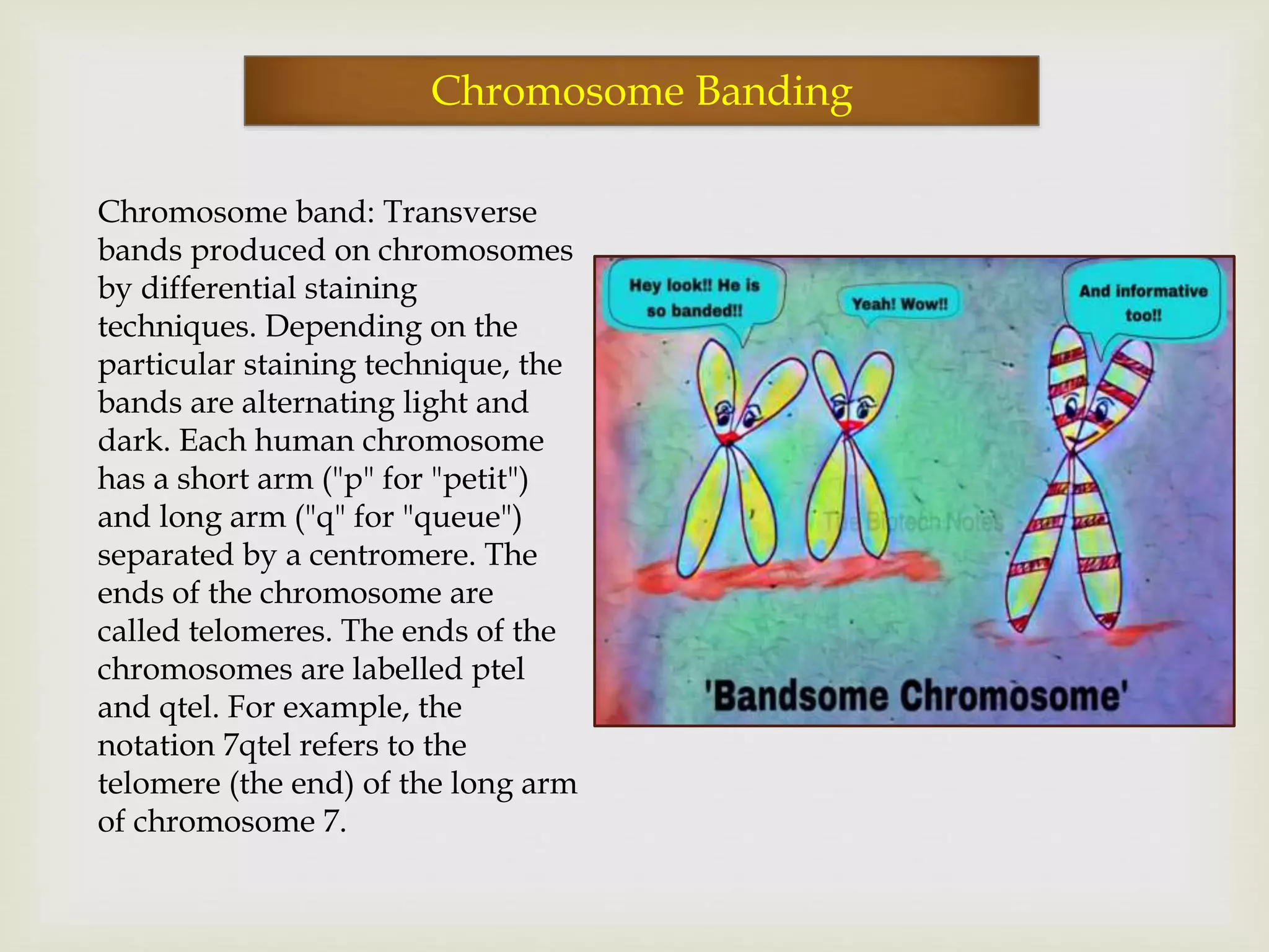 Chromosome - It's Banding & Painting | PPTX