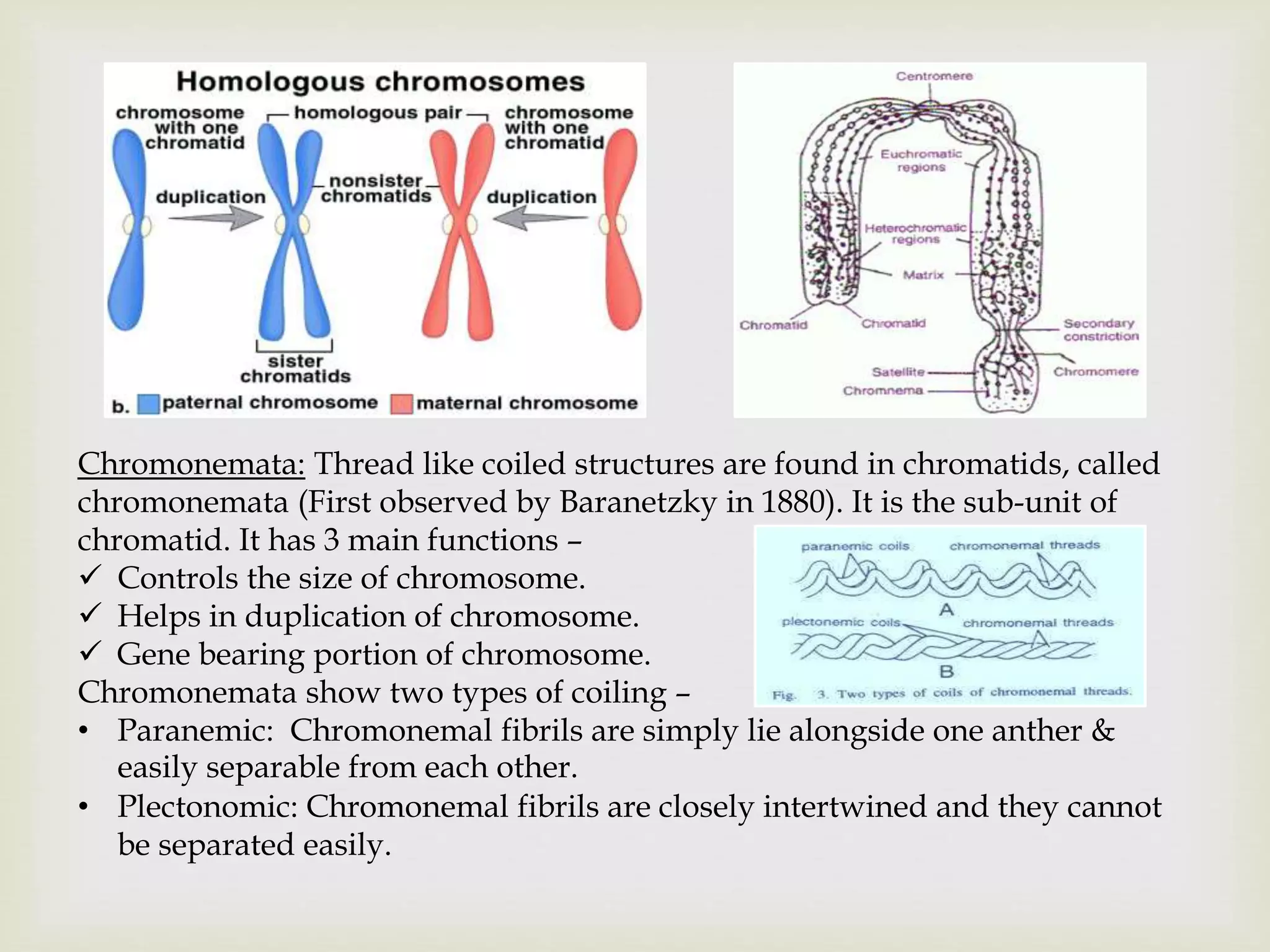 Chromosome - It's Banding & Painting | PPTX