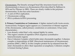 Chromosome - It's Banding & Painting | PPTX