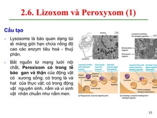 Cấu tạo tế bào của cơ thể - Tế bào, màng sinh chất & các bào quan ...