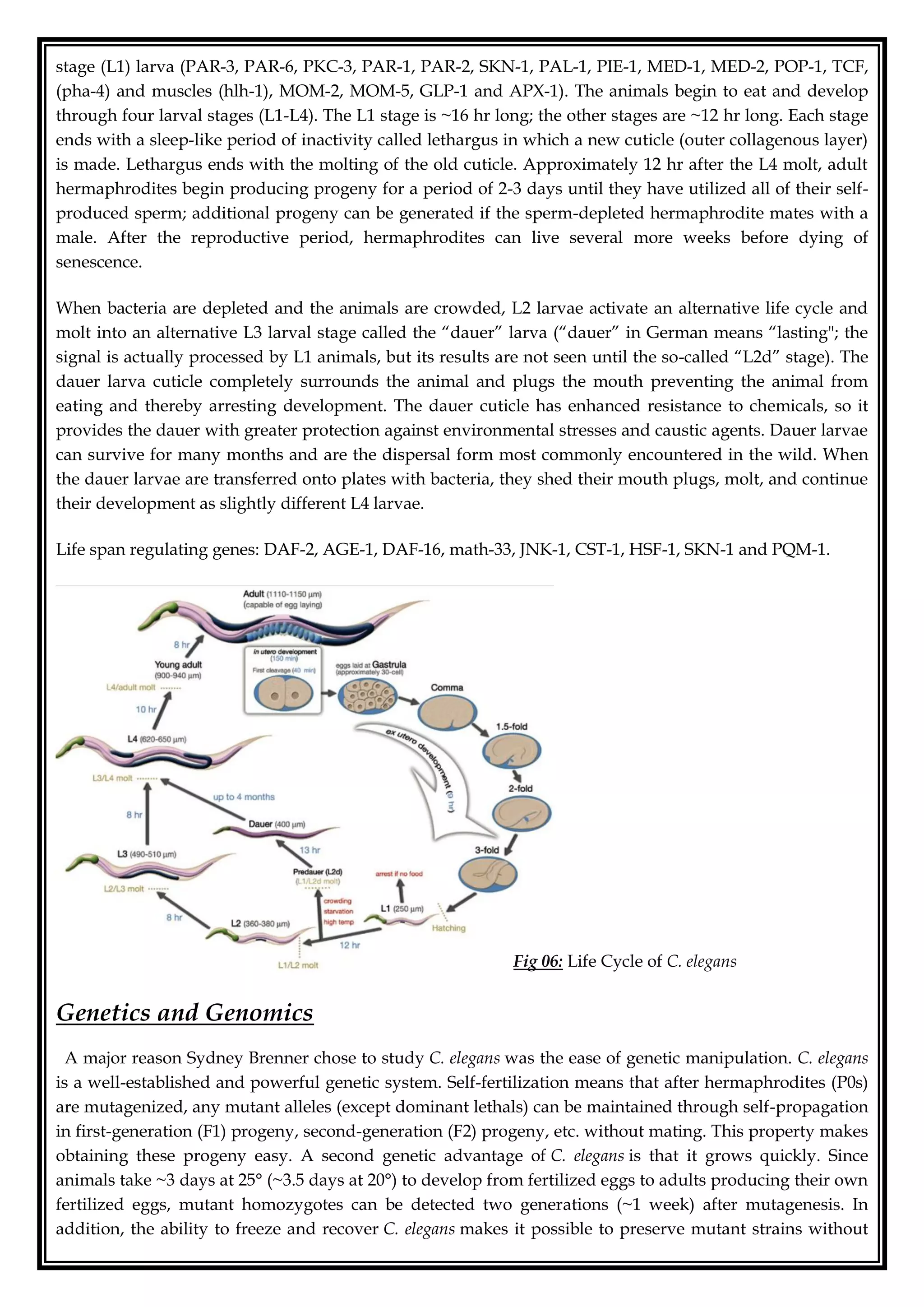 Caenorhabditis elegans | PDF
