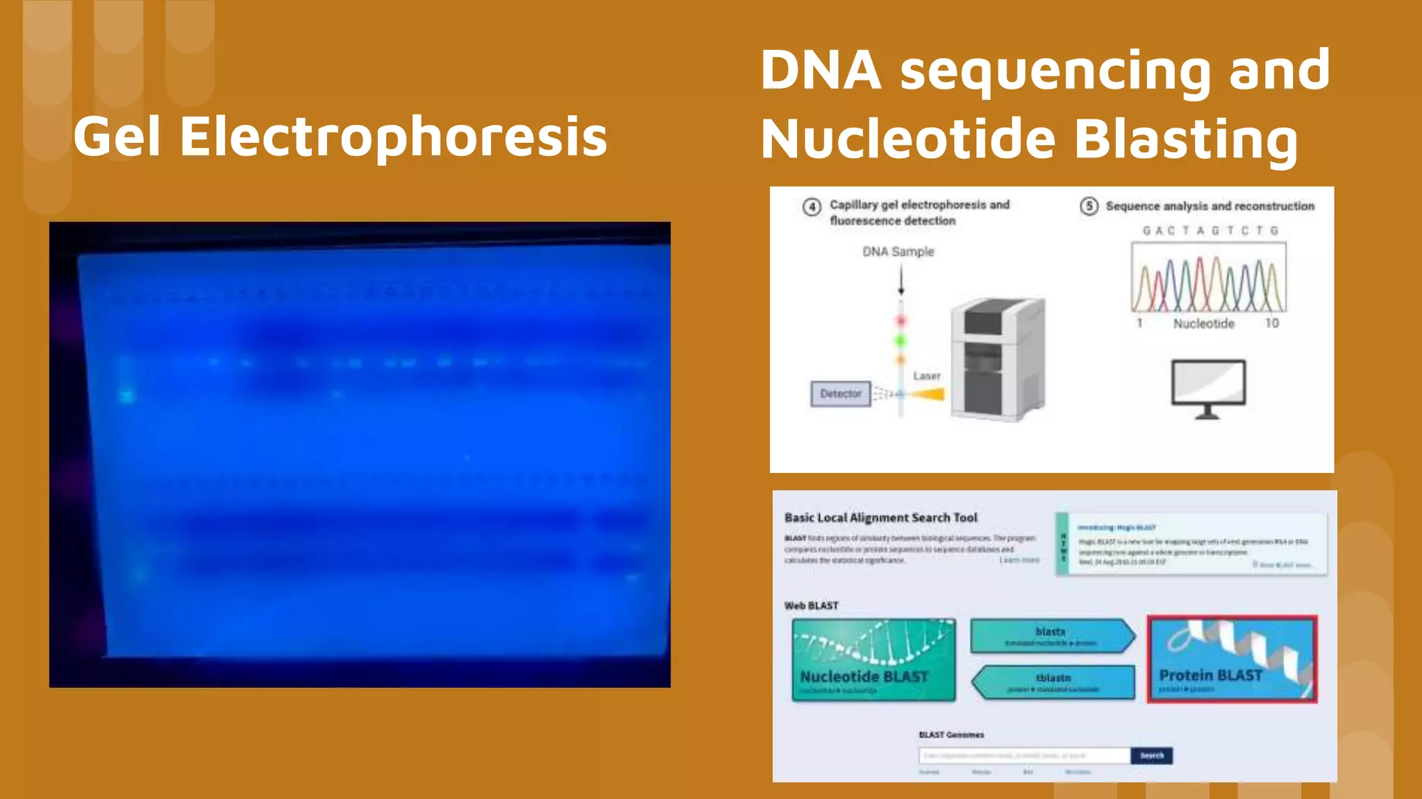 C. DNA Barcoding Finale.pptx