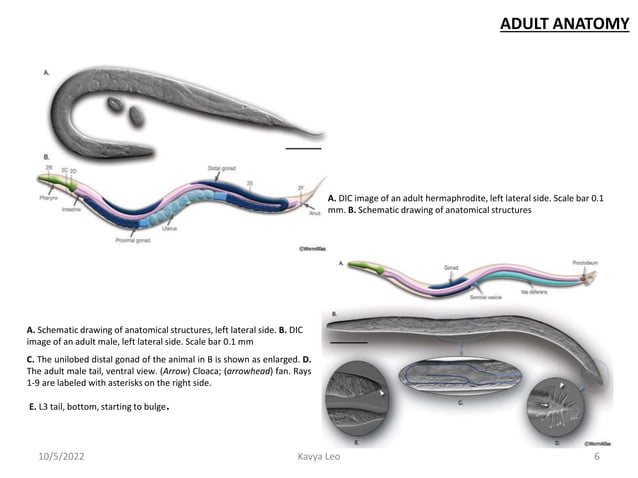 C.ELEGANS-as-a-model-organism.ppt | Biological Sciences | Science