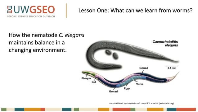C.elegans as a Model.ppt | Biological Sciences | Science