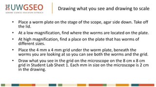 C.elegans as a Model.ppt