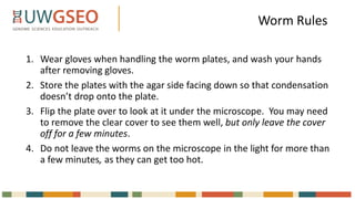 C.elegans as a Model.ppt