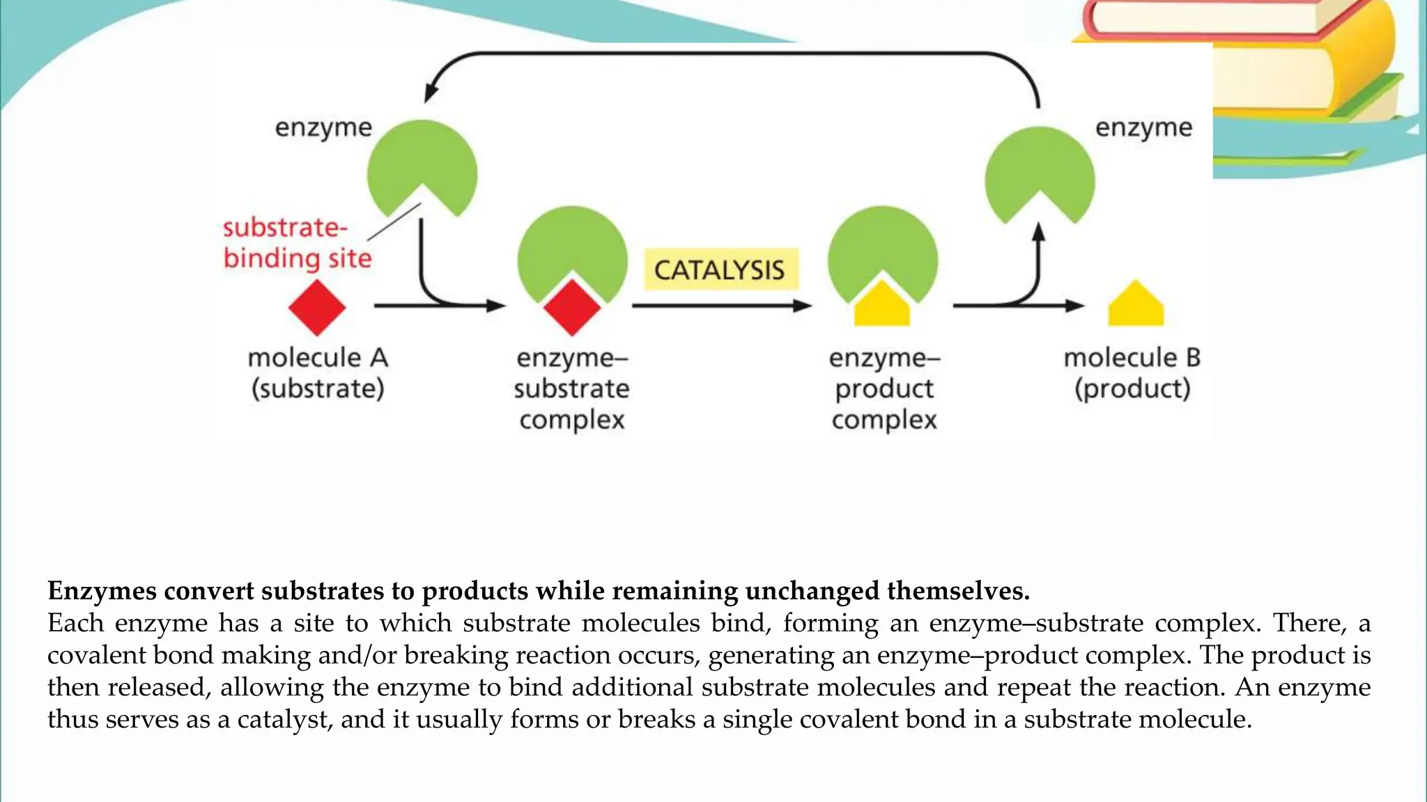 Protein binding sites Lecture physiology | PPTX