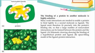 Protein binding sites Lecture physiology | PPTX