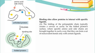 Protein binding sites Lecture physiology | PPTX
