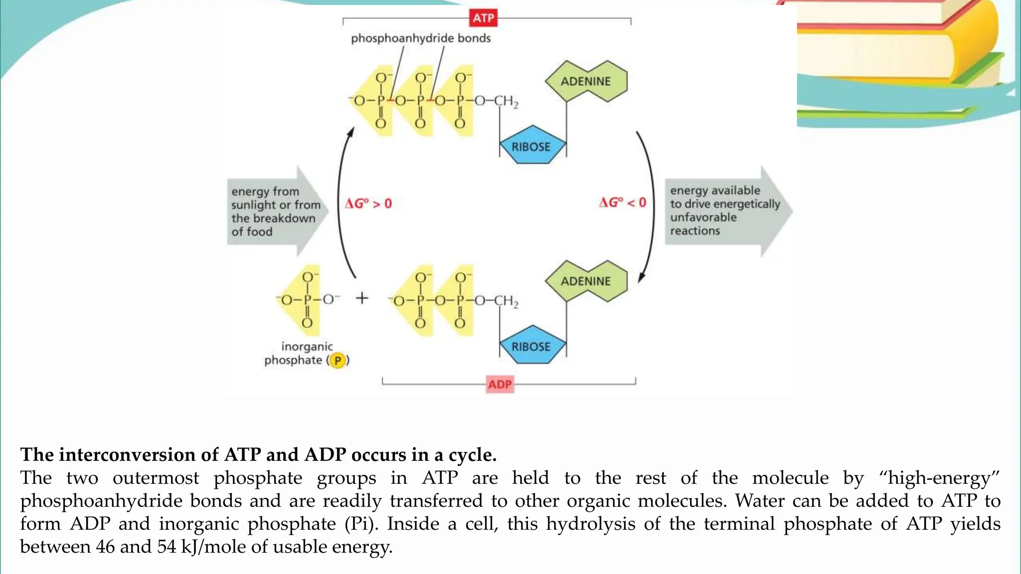 Enzymes mediated chemical reactions.pptx