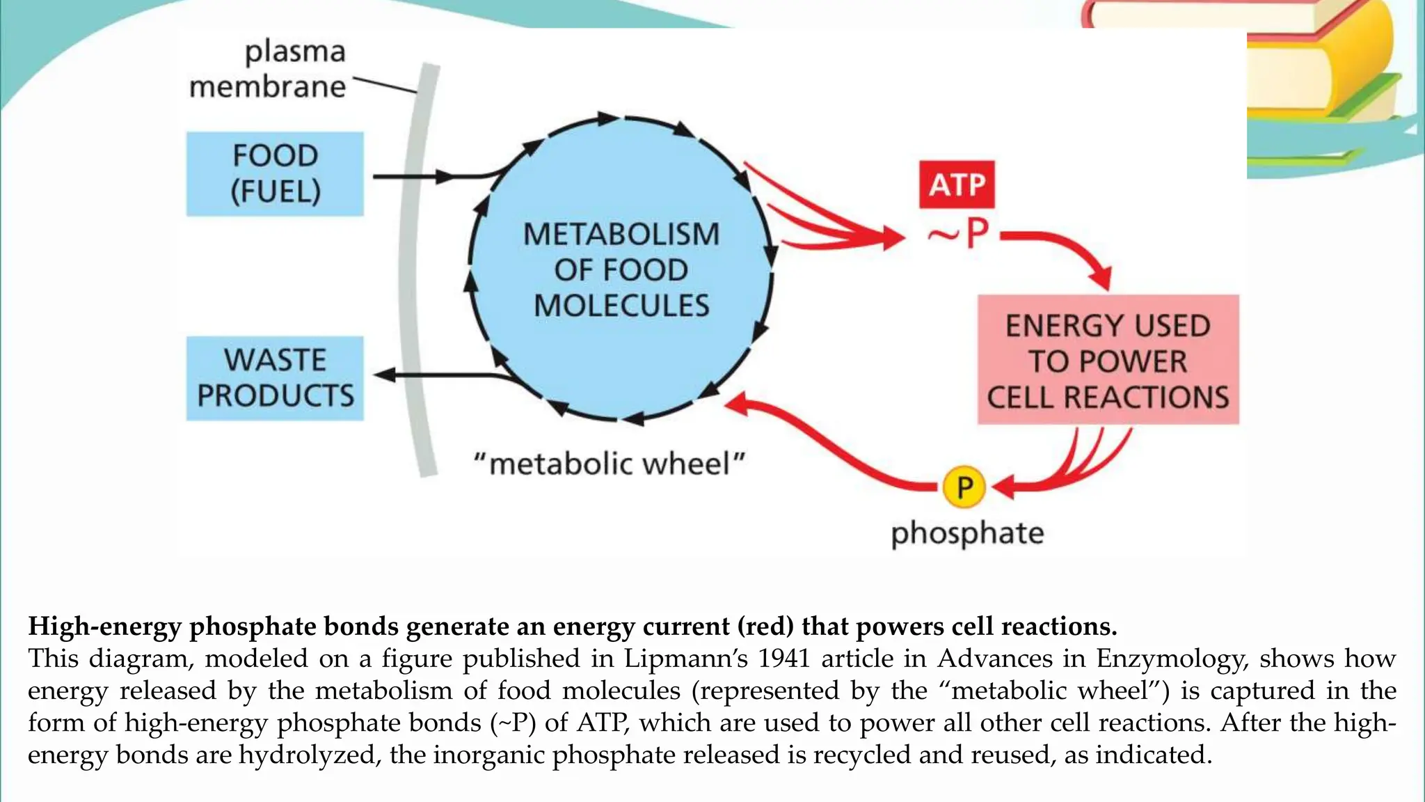 Enzymes mediated chemical reactions.pptx