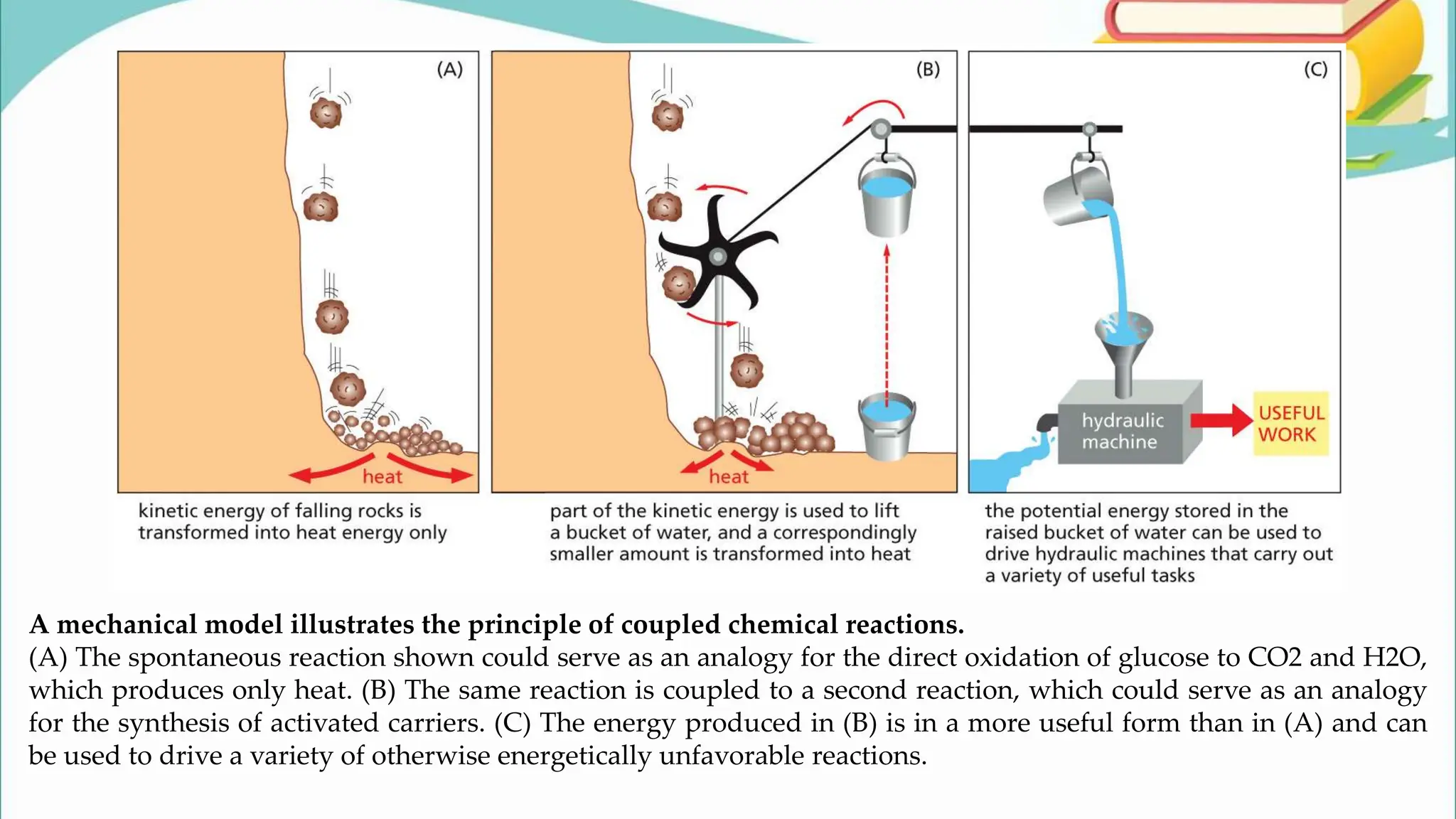 Enzymes mediated chemical reactions.pptx