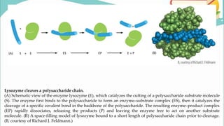 Enzymes mediated chemical reactions.pptx