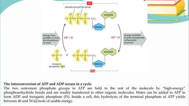 Enzymes mediated chemical reactions.pptx | Chemistry | Science