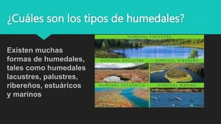 Los humedales ciencias naturales educacion basica | PPTX