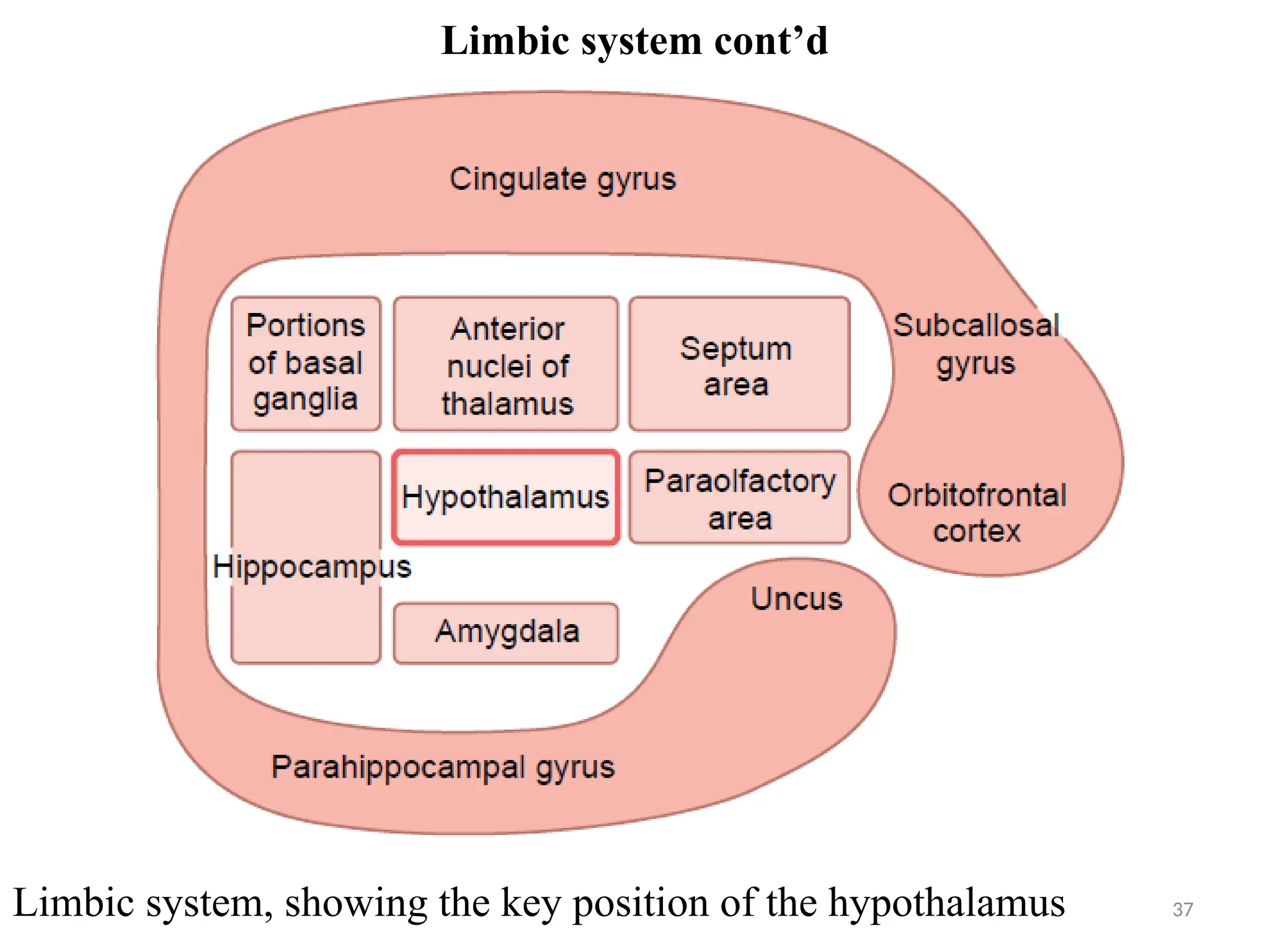 C.Cerebral cortex, memory, speech, and aphasia.pptx | Free Download