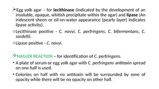 Clostridium perfringens – Pathogenesis, Clinical Features & Diagnosis ...