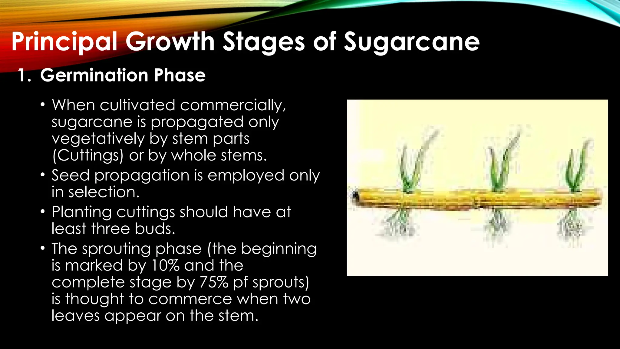 Growth Phases and Stages of Sugarcane.pptx