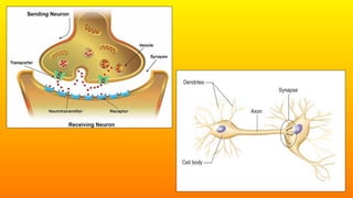 CLOSTRIDIUM TETANI: CAUSATIVE AGENT OF TETANUS | PPTX