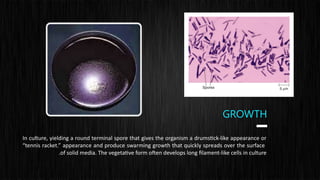 CLOSTRIDIUM TETANI: CAUSATIVE AGENT OF TETANUS | PPTX