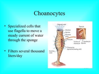 sponges and cnidarians, biology | PPT
