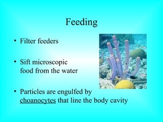 sponges and cnidarians, biology | PPT